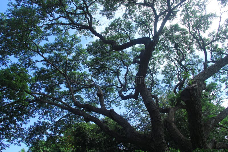 Huge tree branches stock photo. Image of single, branch - 40359210