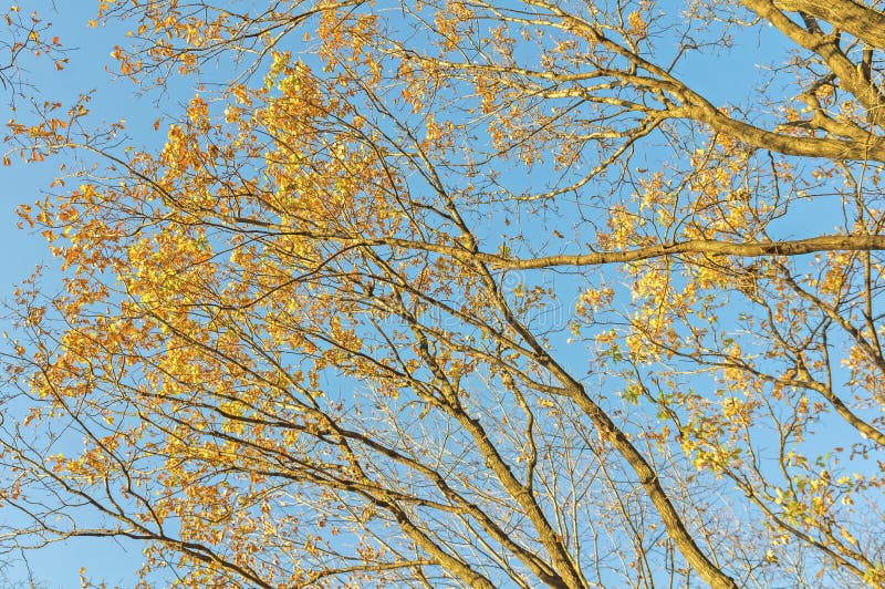 Huge Tree, Branches Out in All Directions, Blue Sky, View from B Stock ...
