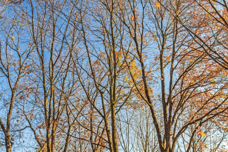 Huge Tree, Branches Out in All Directions, Blue Sky, View from B Stock ...