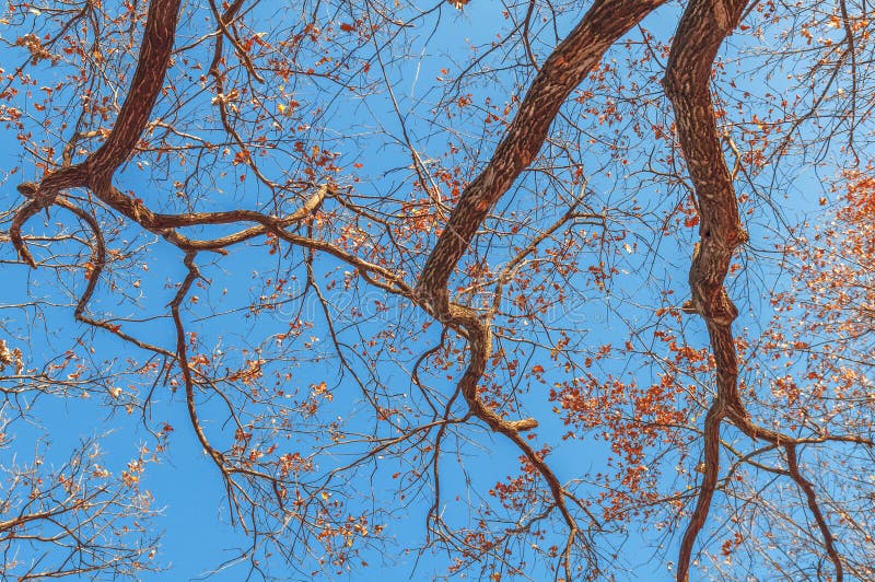 Huge Tree, Branches Out in All Directions, Blue Sky, View from B Stock ...