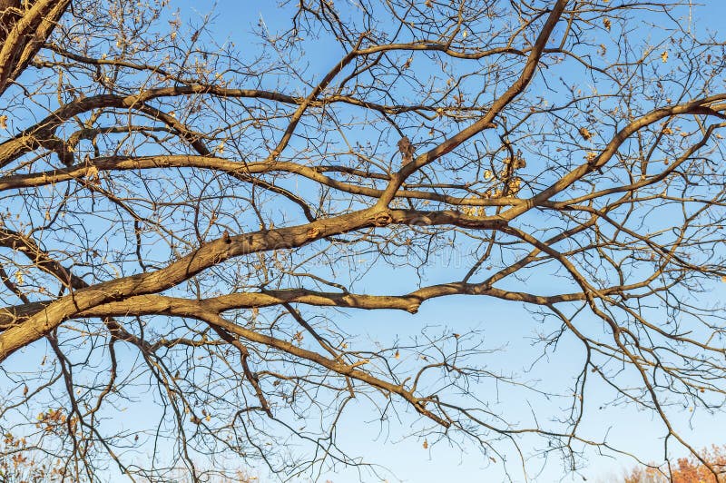 Huge Tree, Branches Out in All Directions, without Leafs, Blue S Stock ...