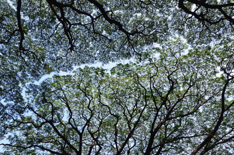 Huge tree branches stock photo. Image of trees, view - 54775524