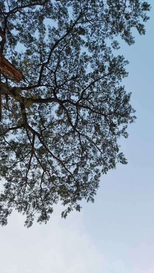 Huge tree canopy.. stock photo. Image of treephotography - 277951996
