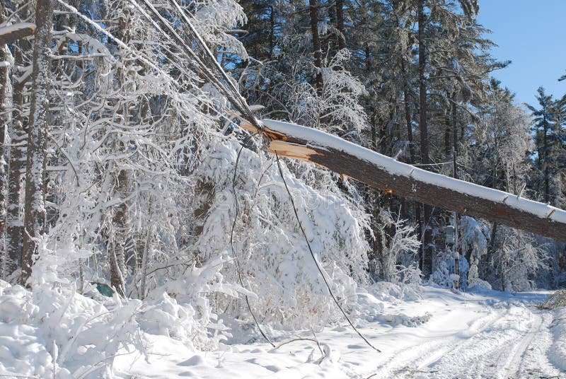 Large Tree Fallen Onto an Electrical Wire in New England Stock Photo ...