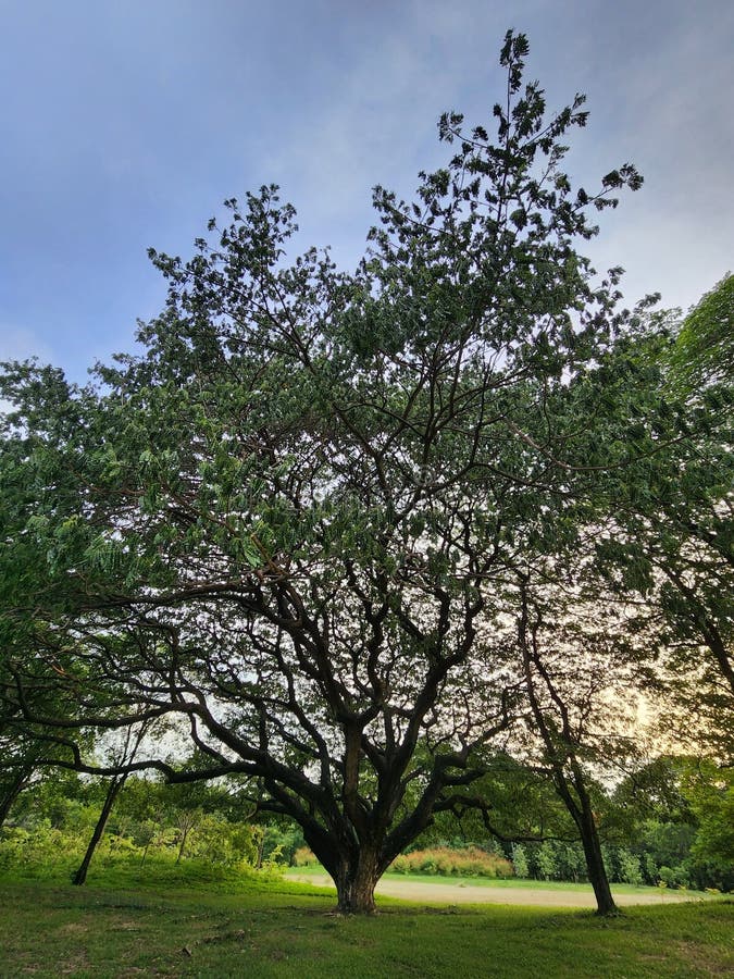 Huge Tree in Chatuchak Park, Bangkok Stock Image - Image of autumn ...