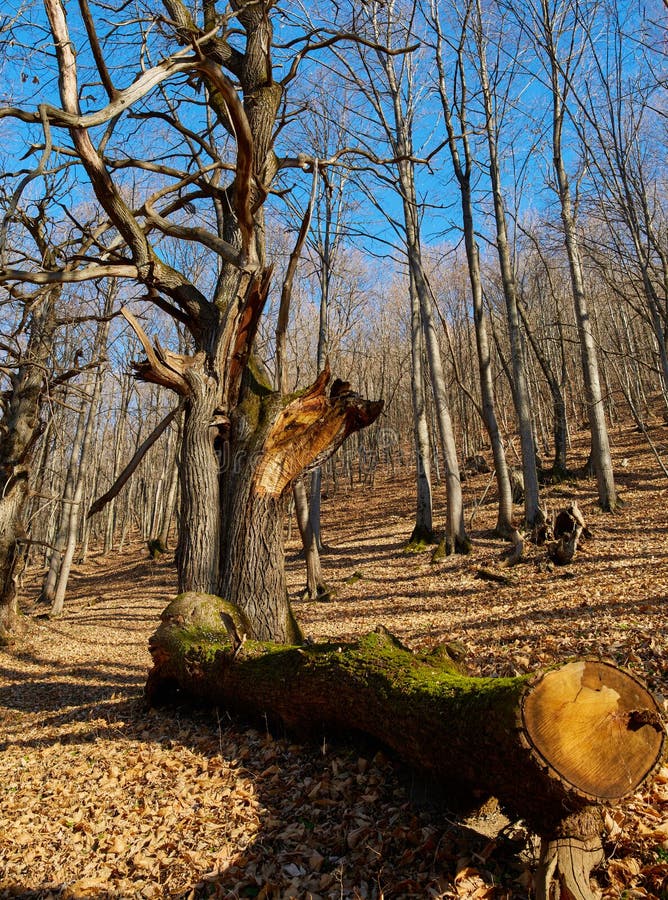 Huge tree cut down stock photo. Image of wood, forest - 64772120