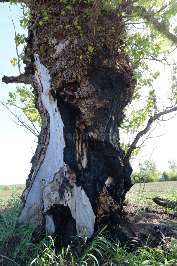 182 Lightning Damaged Tree Stock Photos - Free & Royalty-Free Stock ...