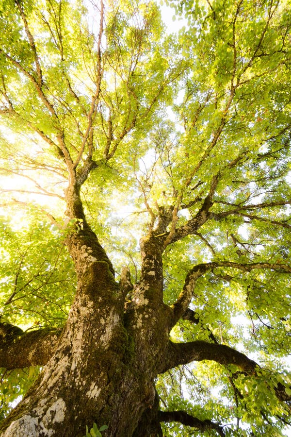 Huge Tree stock photo. Image of huge, tree, trunk, branch - 63796182