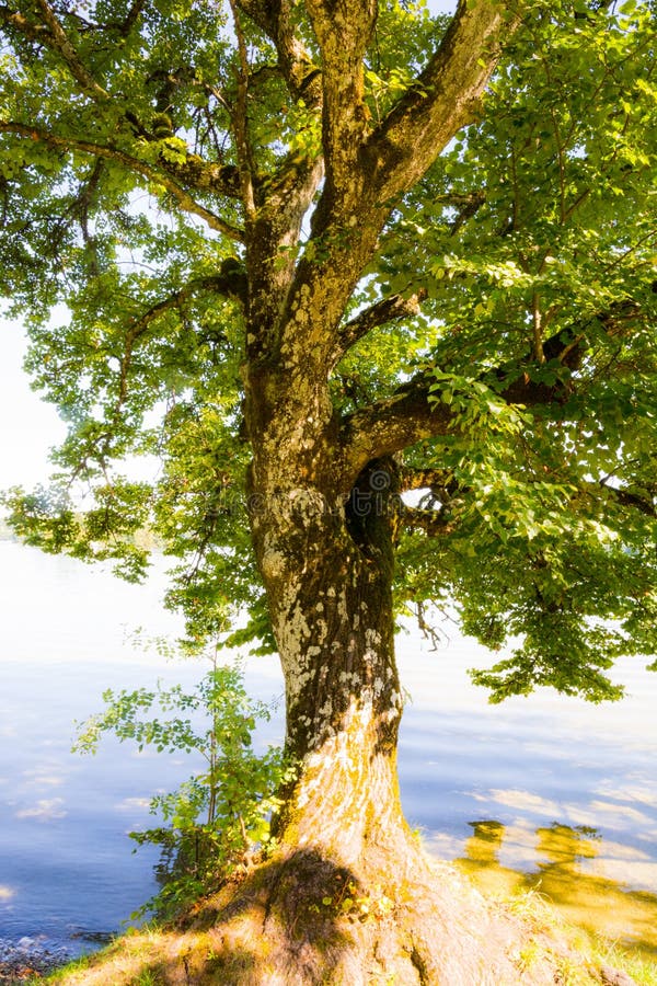 Huge Tree stock photo. Image of stem, foliage, huge, treetop - 67798882