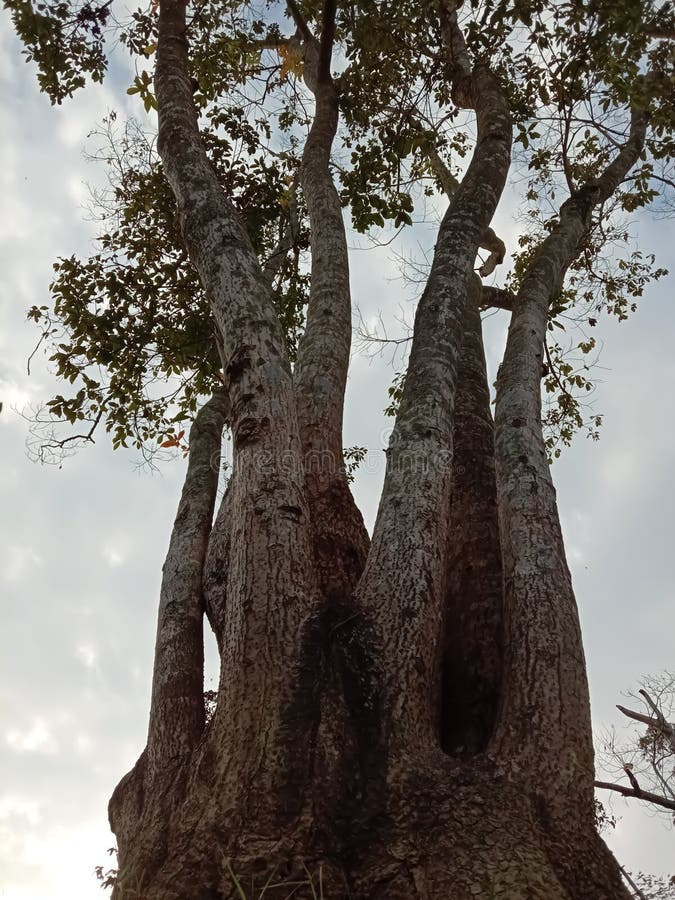 A huge tree in a forest stock image. Image of woodland - 210739449