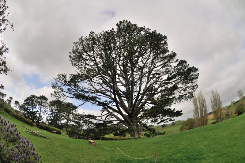 Huge tree stock image. Image of angkor, tree, building - 61966255