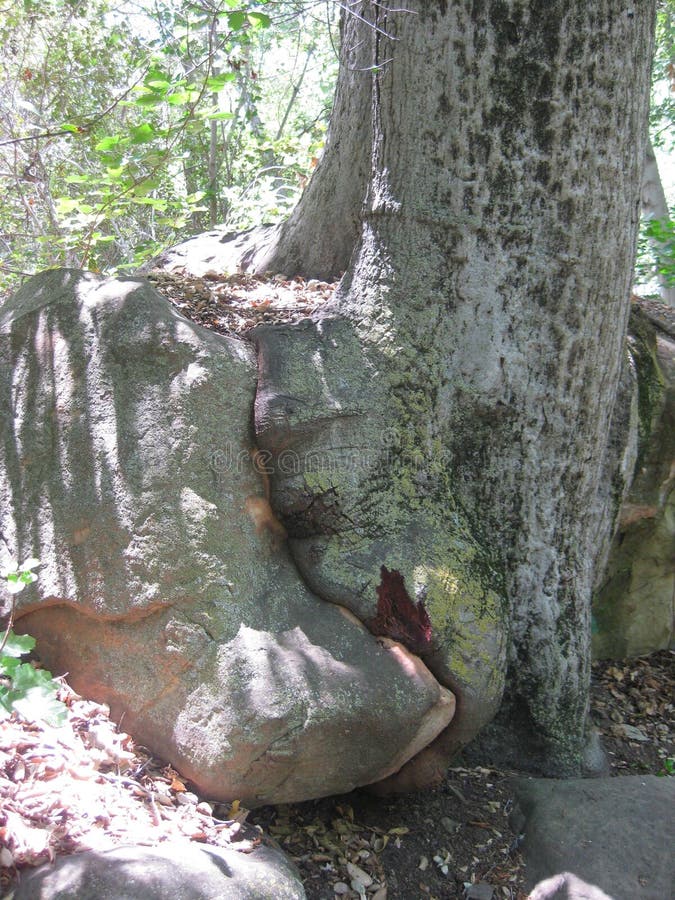 Huge Tree Growing Over Enveloping Boulder Rock Stock Image - Image of ...