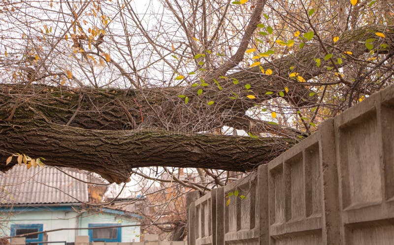 245 Tree Growing Over Fence Stock Photos - Free & Royalty-Free Stock ...