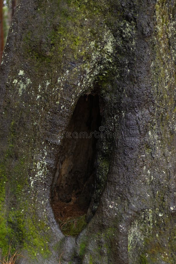 Huge Tree with a Hole in the Middle 2 Stock Photo - Image of light ...