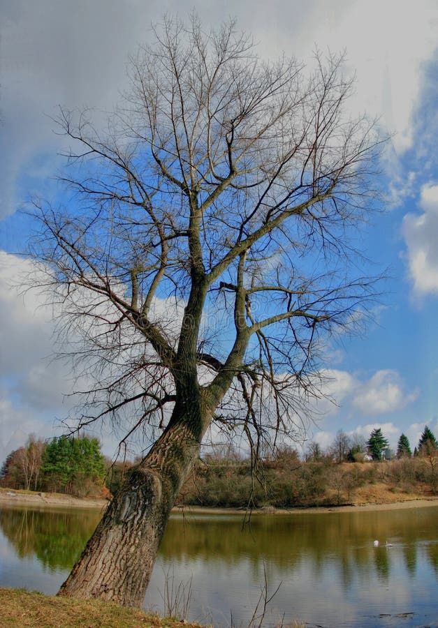 A huge tree stock image. Image of park, cloud, skies - 51504695