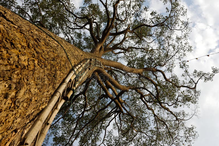 2,852 Tung Plant Stock Photos - Free & Royalty-Free Stock Photos from ...