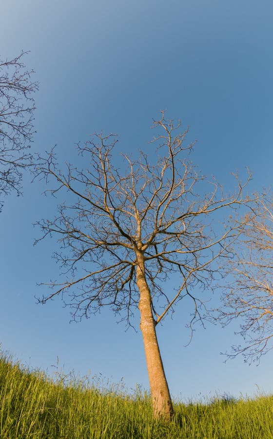 Huge Tree without Leaves Pictured from the Worms Eye View Stock Photo ...