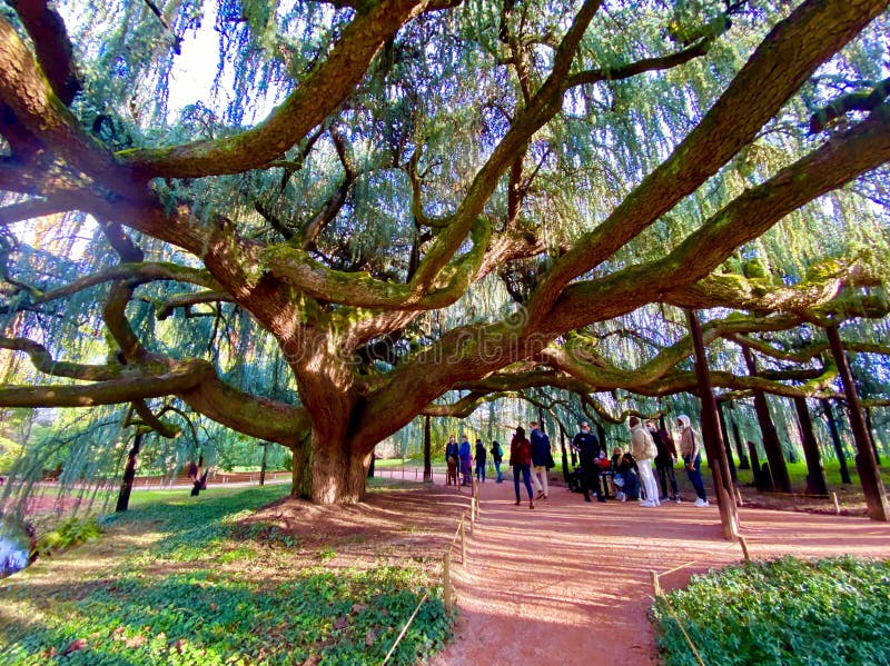 A Huge Tree with Massive Branches it in a Park in Paris Stock Photo ...