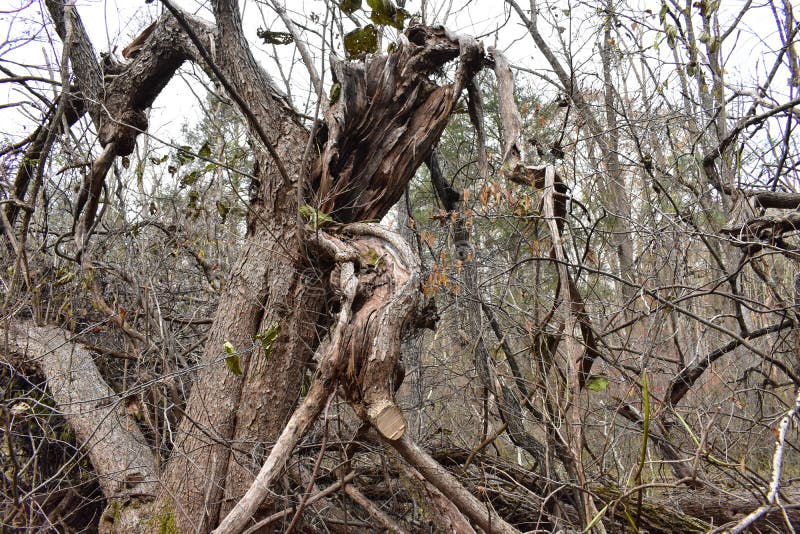 A Huge Tree with a Massive Split in it Stock Photo - Image of ...