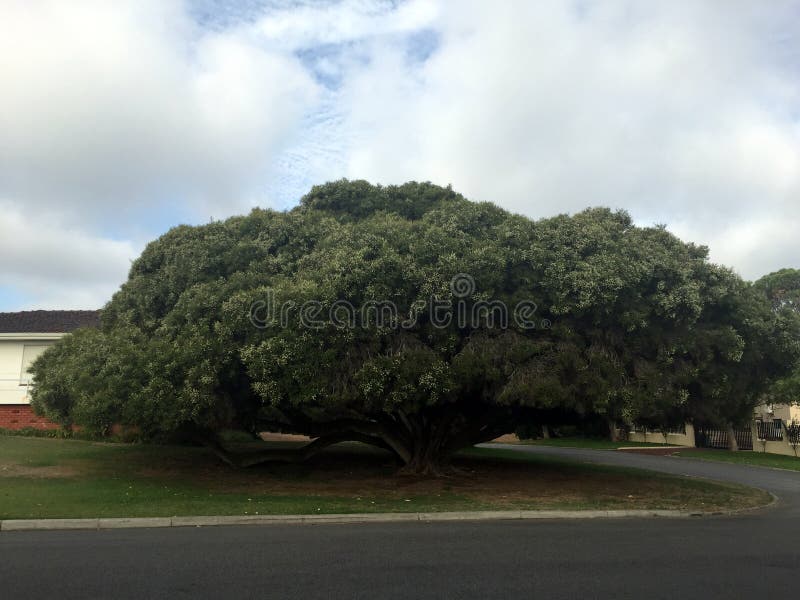 Huge tree stock photo. Image of living, nature, sunset - 81098422