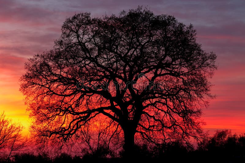 Huge tree over sunset stock photo. Image of tranquil - 53745174