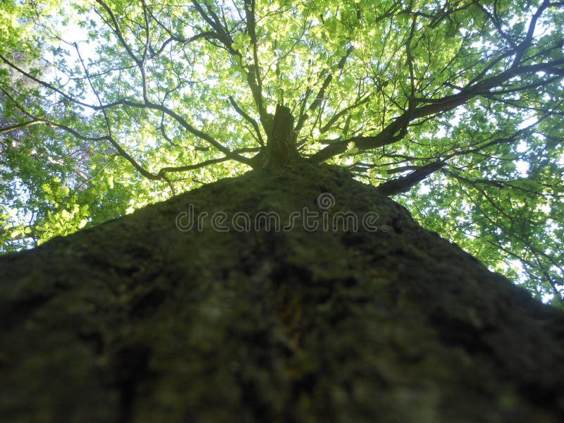 Massive Old Tree Photographed from Below Stock Image - Image of huge ...