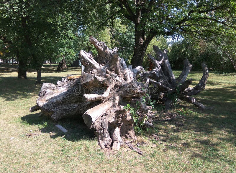 Huge tree roots aging stock image. Image of nice, autumn - 103103079