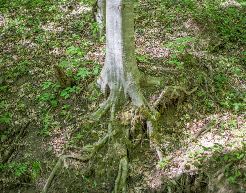 Parched tree in the desert stock photo. Image of outdoors - 3758522