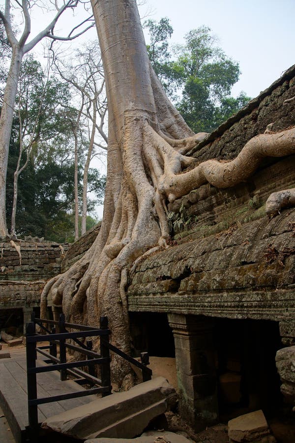 Huge Tree Roots Engulf the Ruined Temple Stock Image - Image of city ...