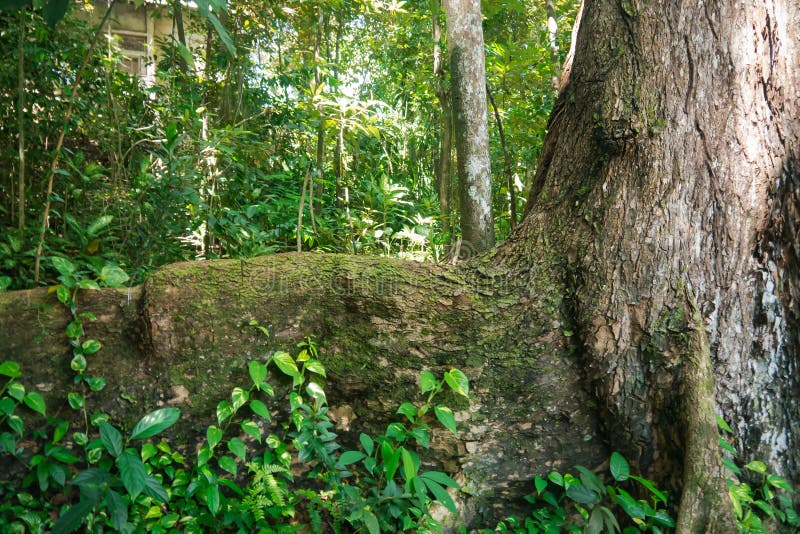 Huge Tree Roots in the Green Jungles of Asia. Stock Image - Image of ...