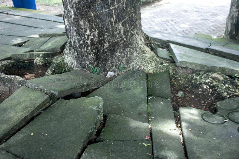 Huge Tree Roots Grow and Destroy the Concrete Road Stock Photo - Image ...