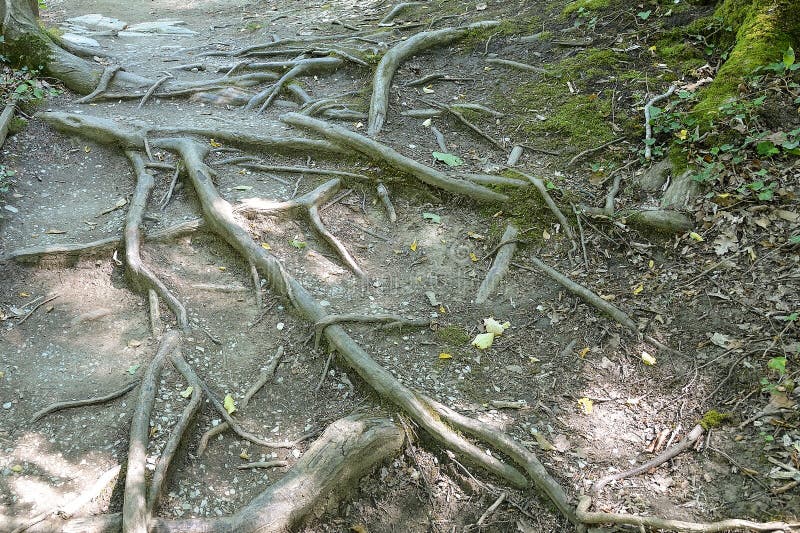 Huge Tree Roots on a Path in the Woods Stock Photo - Image of moss ...