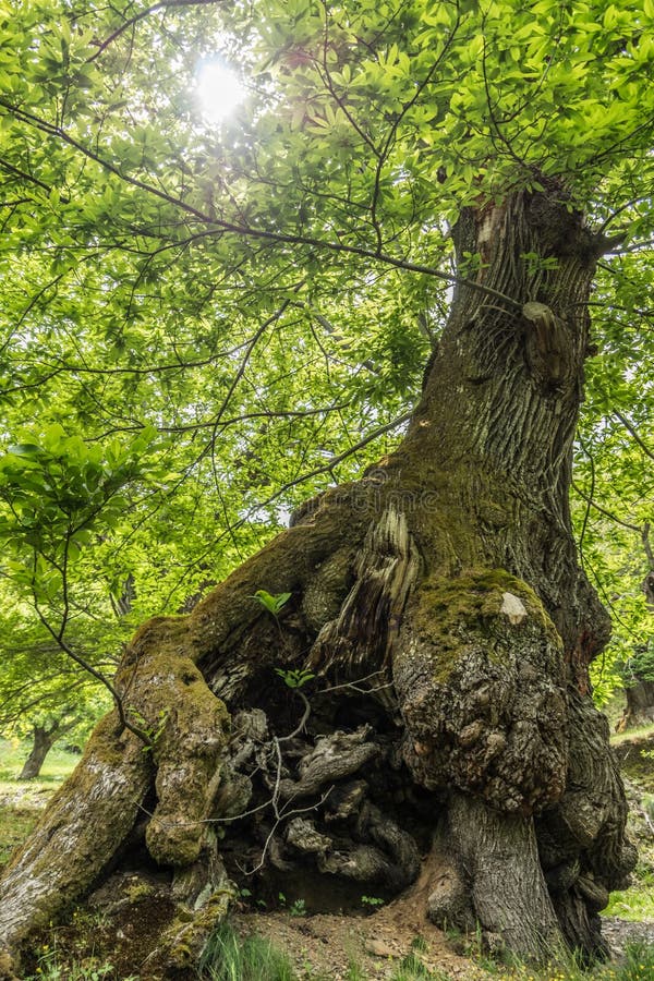 Huge tree seen from below stock image. Image of grun - 171289275