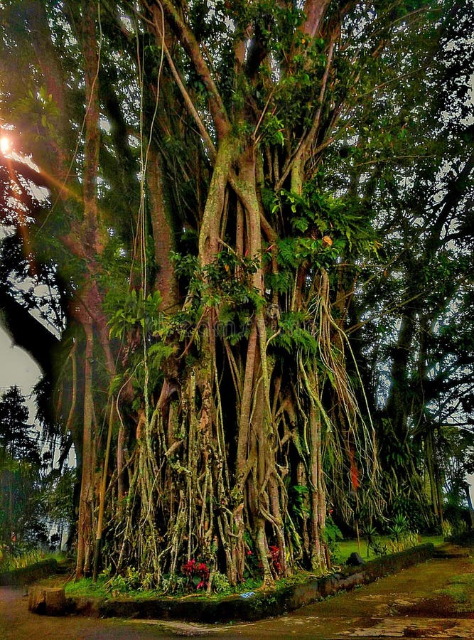 Huge tree stock photo. Image of tree, indonesia, landscape - 108246964