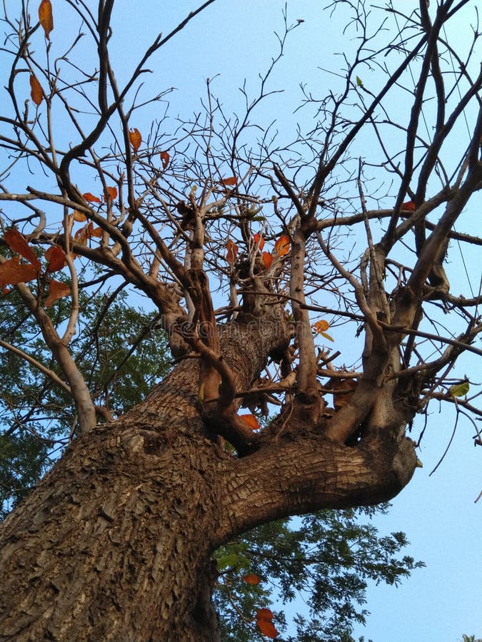 The Strength Of A Tree, With Far-reaching Roots And Heavy Branches ...