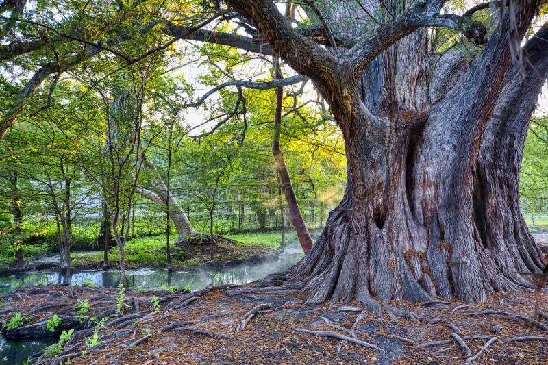 Huge Tree in a Small Swamp with Thin Fog Stock Image - Image of light ...