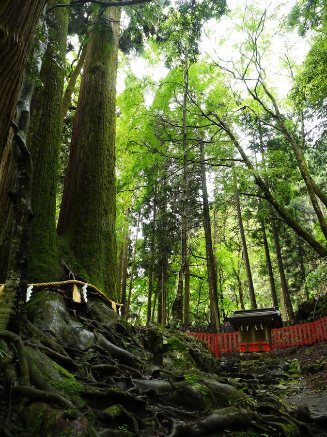 A Huge Tree and a Small Temple Stock Image - Image of huge, temple ...