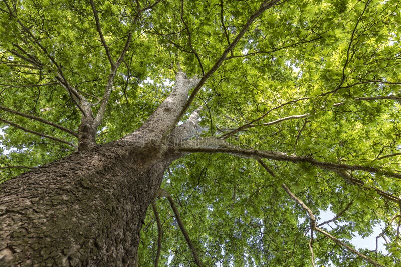 A Huge Tree in the Spring Mountains. Bottom View of the Sky Stock Photo ...