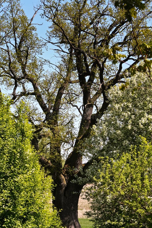 Huge Tree with a Strong Trunk and Branches Stock Image - Image of ...