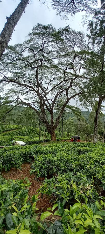 Huge Tree at the Tea Plantation Area Stock Photo - Image of plantation ...