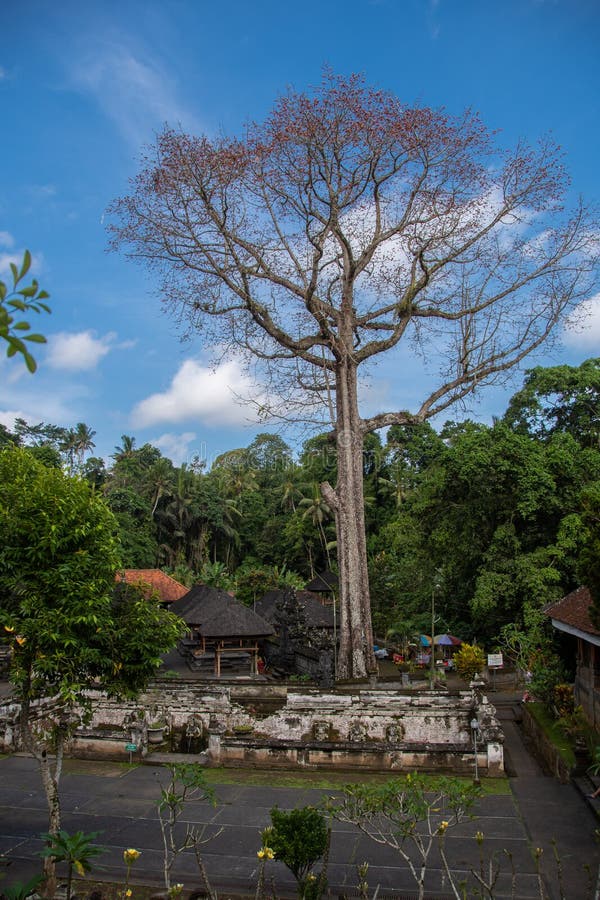 A Huge Tree on the Temple Complex "Goa Gajah" Stock Photo - Image of ...