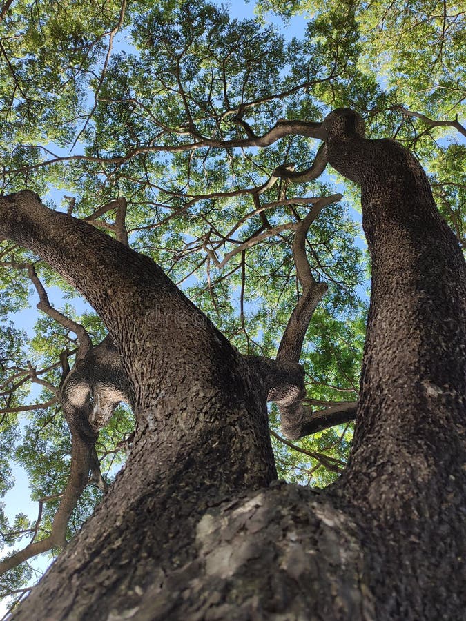 A Huge Tree Towering High into the Sky Stock Image - Image of jungle ...