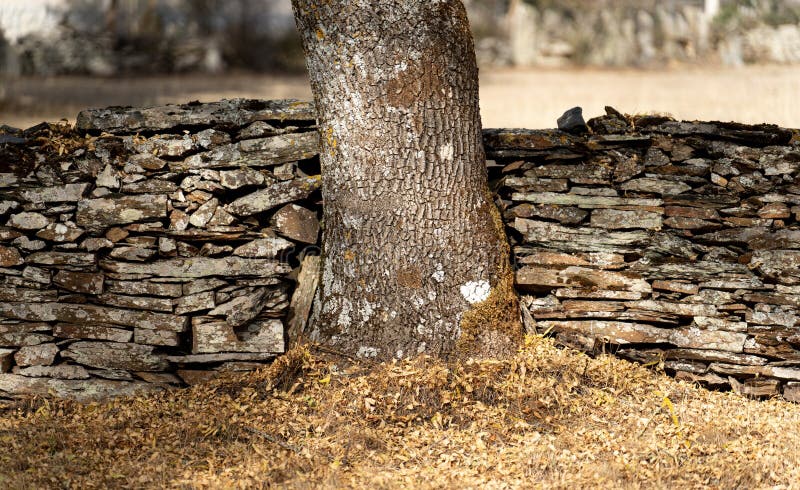 Huge Tree Trunk in the Middle of the Stone Wall Stock Photo - Image of ...