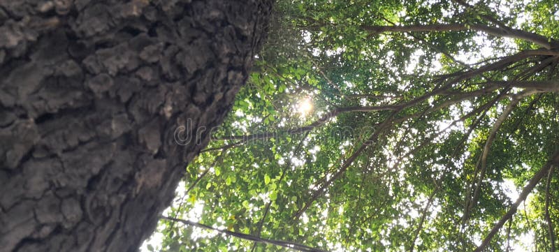 A Huge Tree Trunk that Rises High into the Sky Stock Image - Image of ...