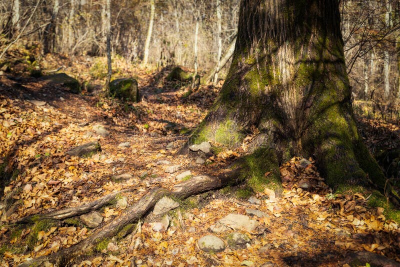 Huge Tree Trunk with the Roots in Autumn Forest Stock Photo - Image of ...