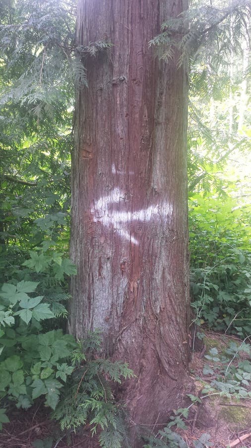 Huge Tree Trunk with a Sign Stock Image - Image of branch, spruce ...