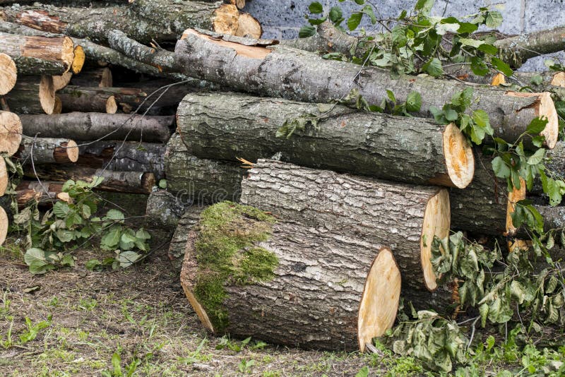Huge Tree Trunks Cut into Pieces Stock Photo - Image of logging ...