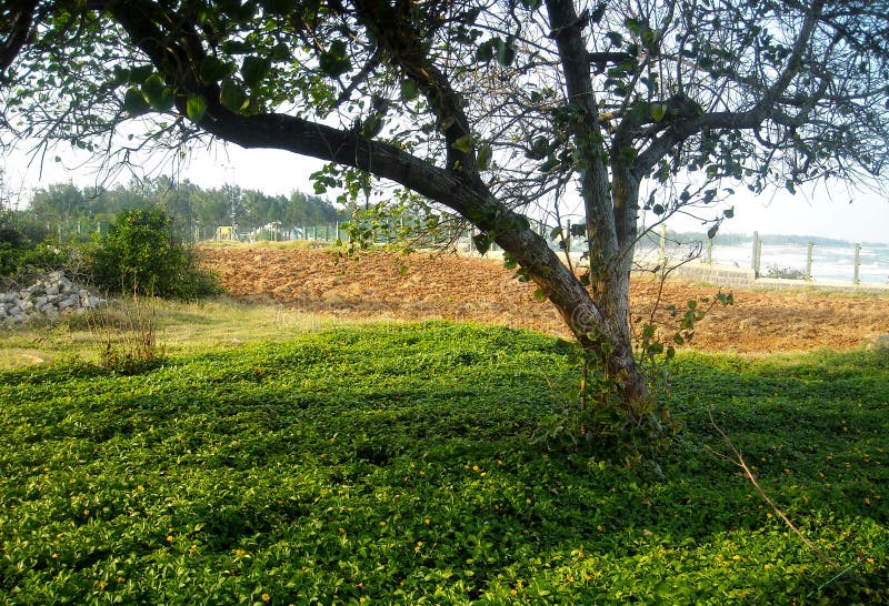 A huge tree under sunlight stock photo. Image of greenery - 188135104
