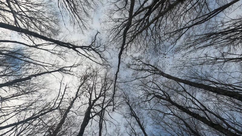 Moving Forward Above Mangrove Trees and River at Nusa Dua Mangrove ...