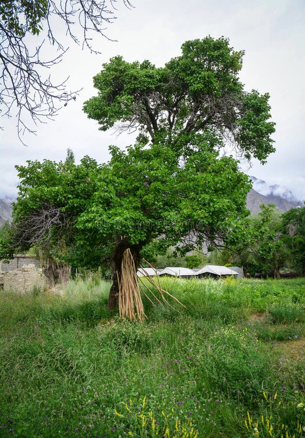 Huge trees and the garden stock photo. Image of water - 68332928